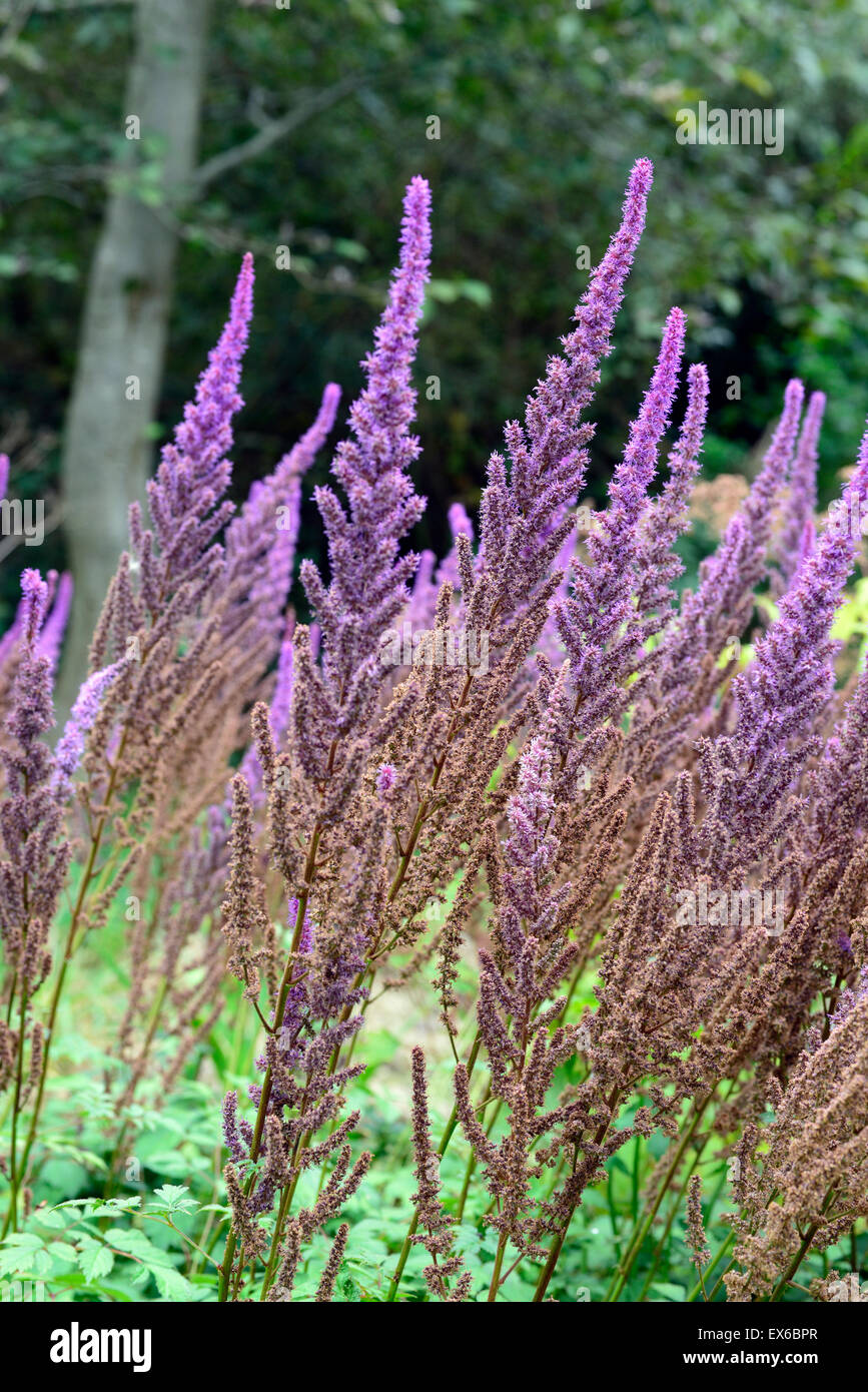 Astilbe chinensis var taquetii brokat lilac purple flowers flower spike ...