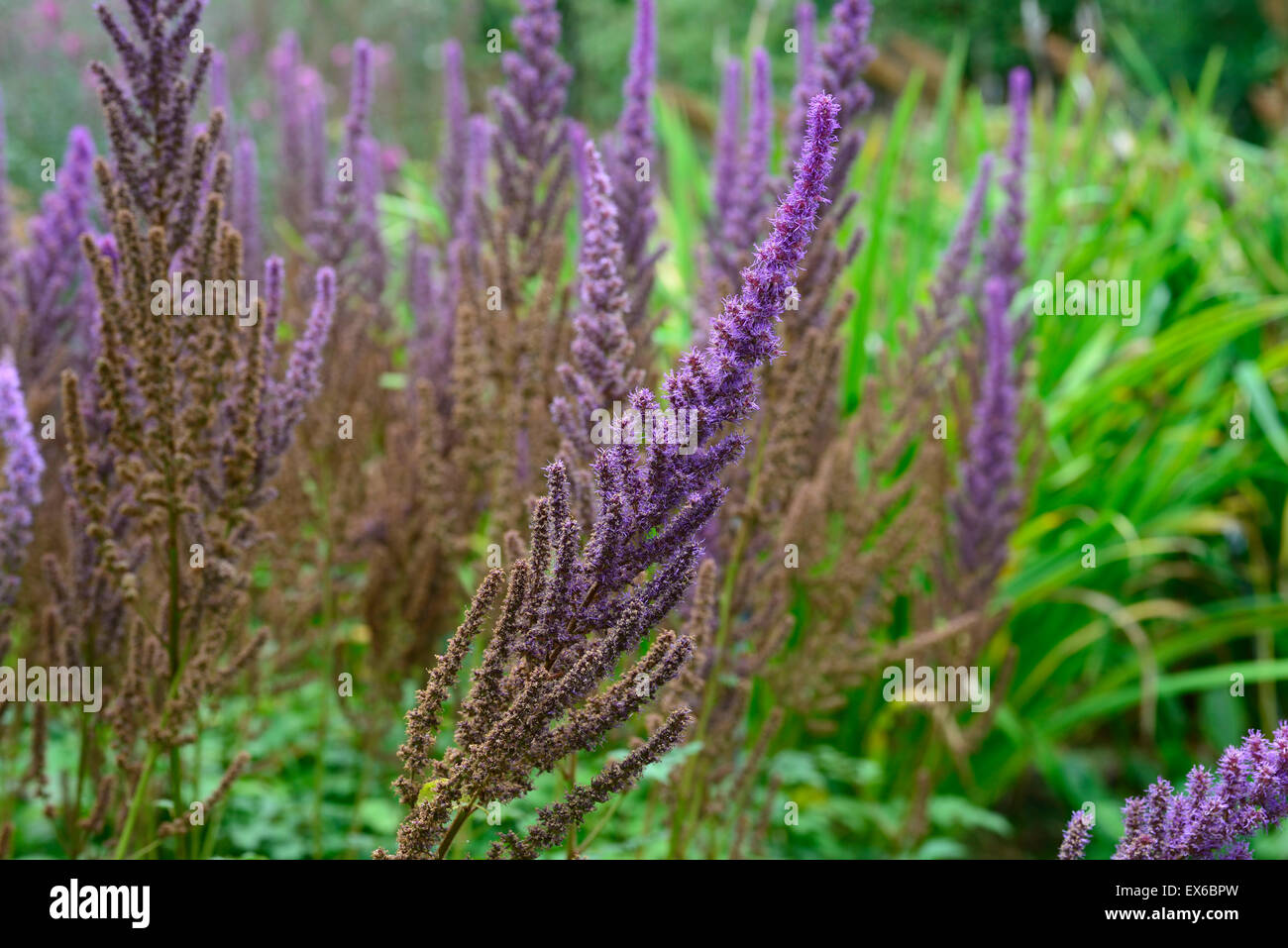 Astilbe chinensis var taquetii brokat lilac purple flowers flower spike ...