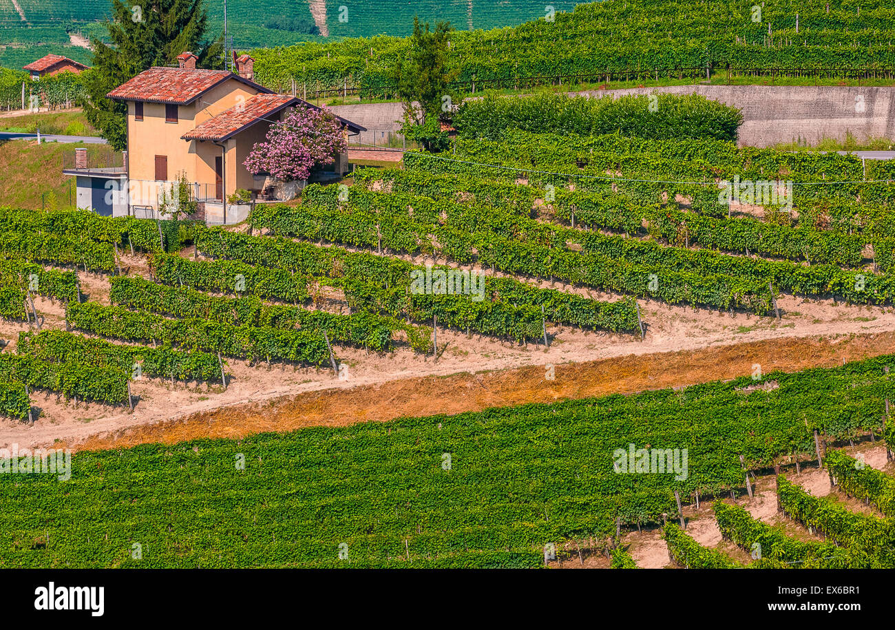 Italy Piedmont Langhe World Heritage Barolo landscape with vineyards ...
