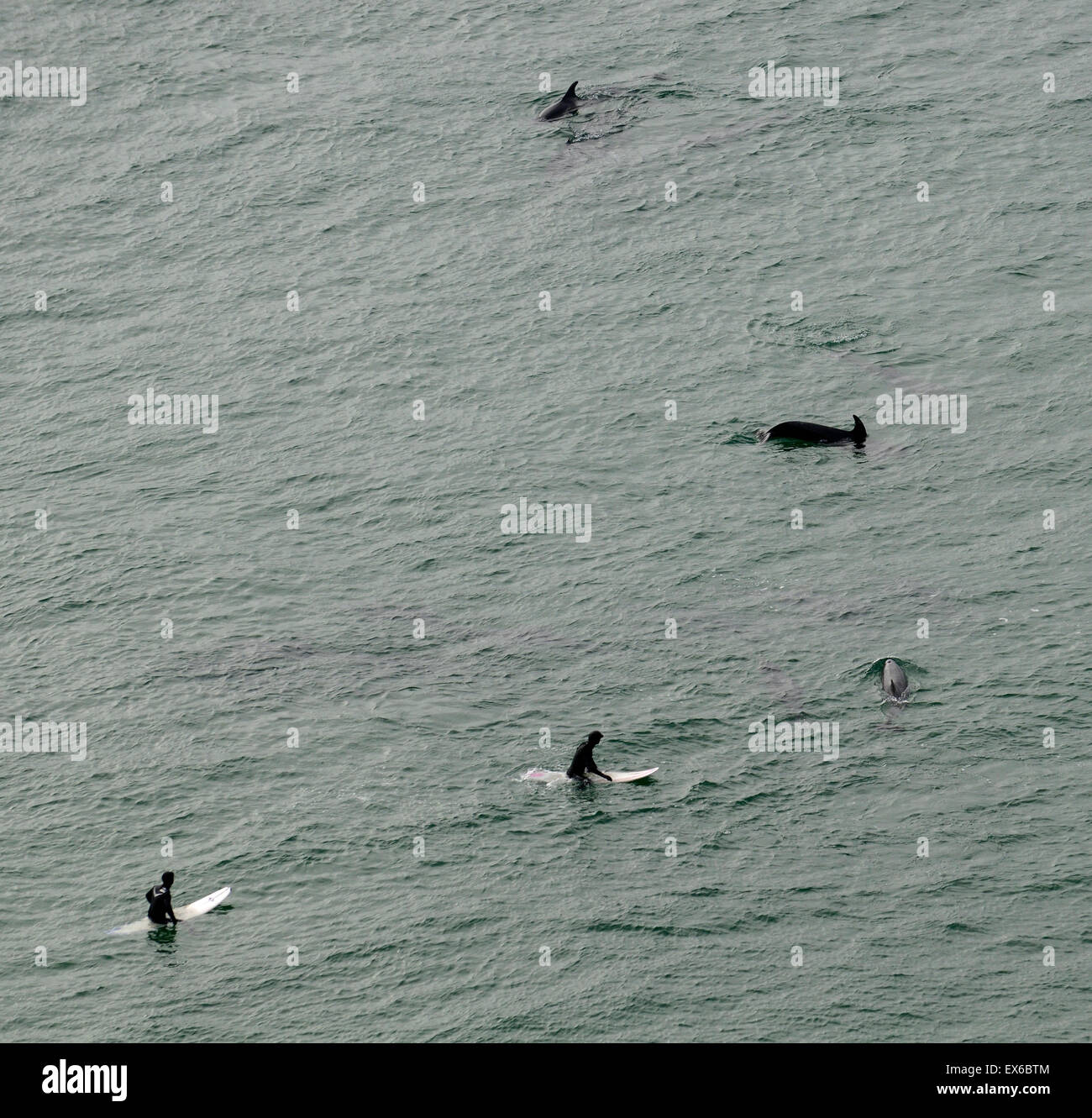 surfer surfing dolphin dolphins wild atlantic way ocean wildlife RM ...