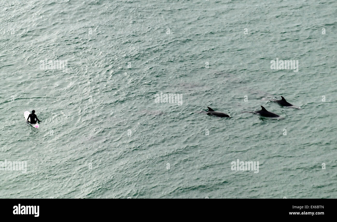 surfer surfing dolphin dolphins wild atlantic way ocean wildlife RM ...
