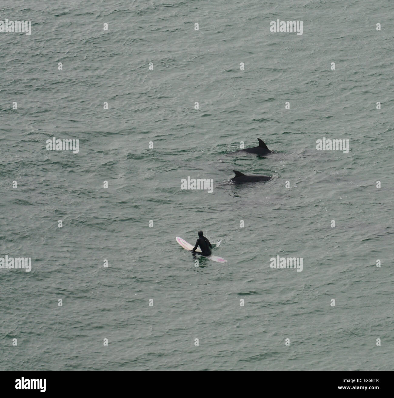 surfer surfing dolphin dolphins wild atlantic way ocean wildlife RM ...