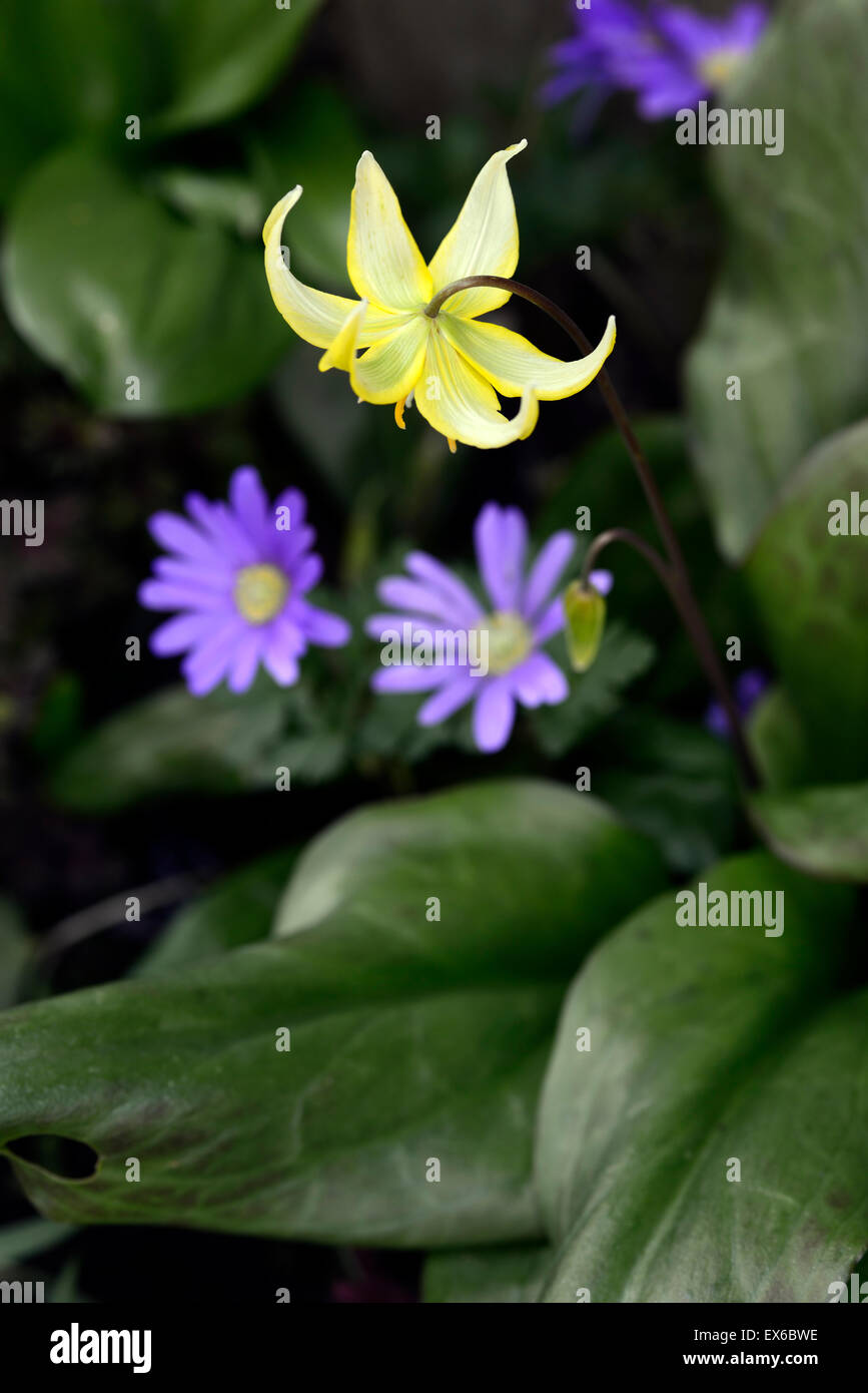 Erythronium pagoda anemone blanda blue shades fawn lily dogstooth ...