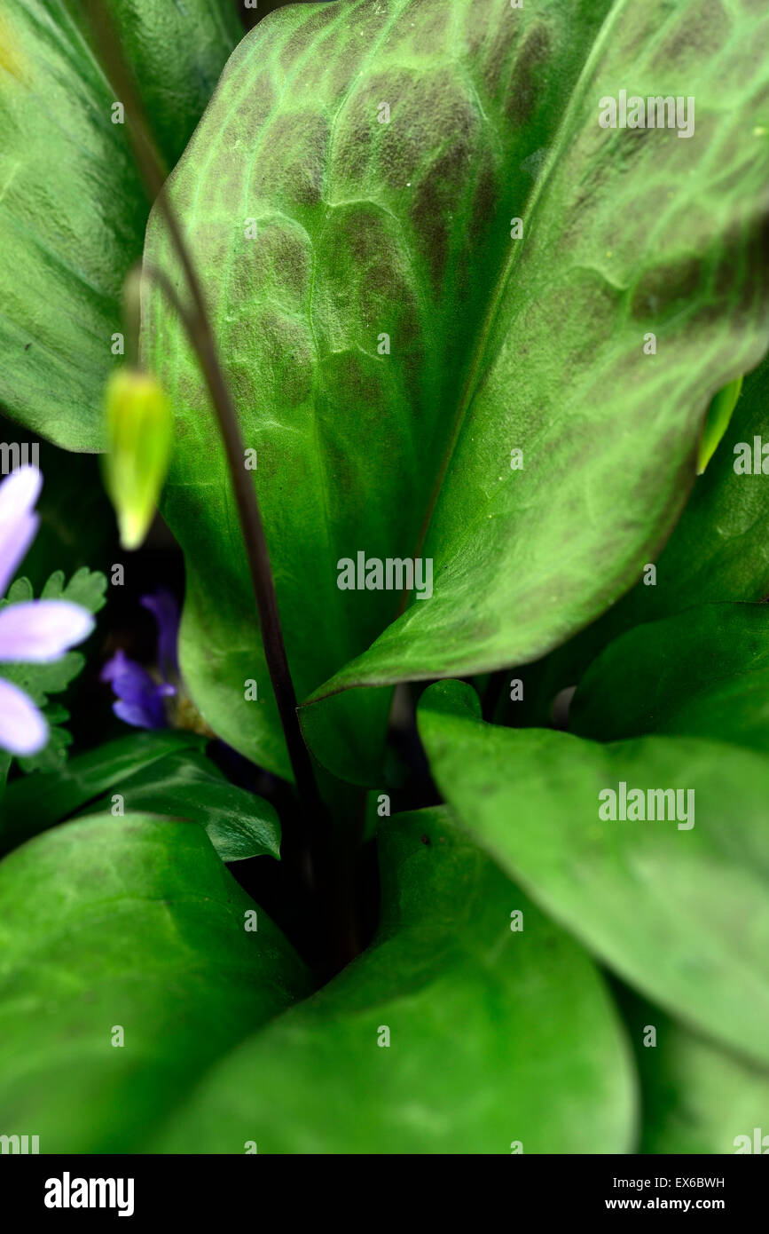 Erythronium pagoda leaves foliage fawn lily dogstooth violet spring ...