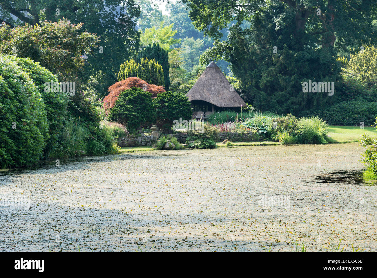 Water border plants hi-res stock photography and images - Alamy