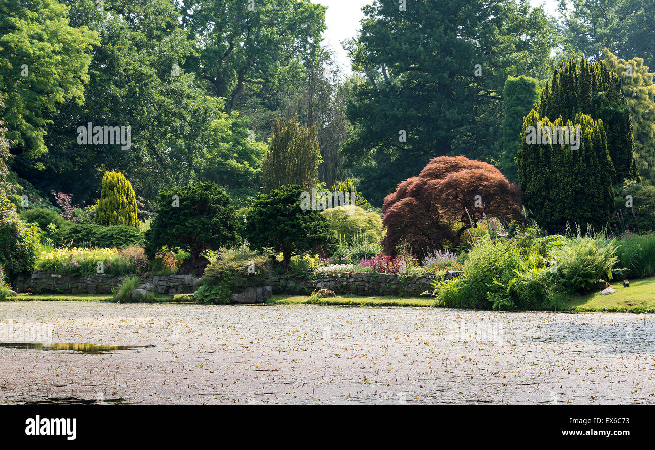 Water border plants hi-res stock photography and images - Alamy