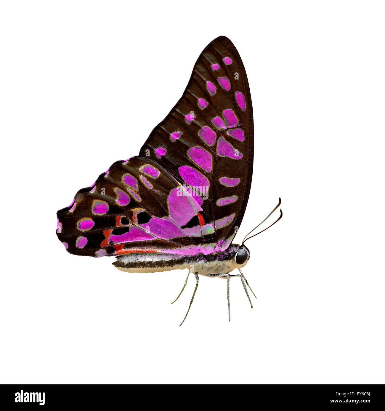 exotic purple color butterfly isolated on white background Stock Photo ...