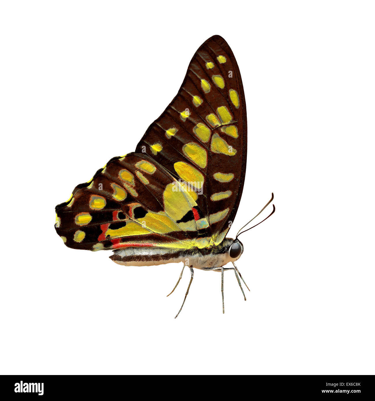 exotic yellow color butterfly isolated on white background Stock Photo ...