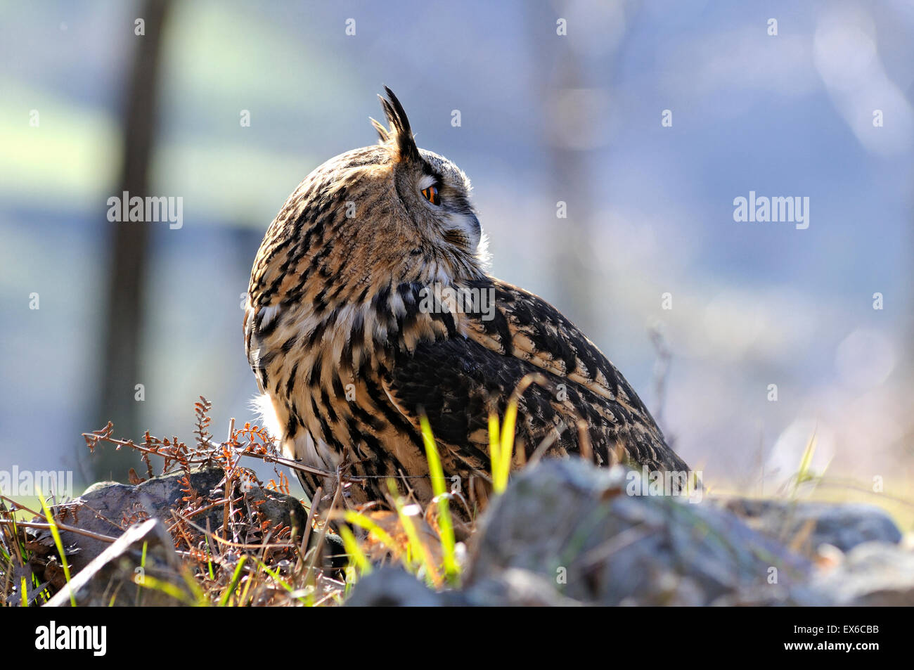 Portrait of buho hi-res stock photography and images - Alamy