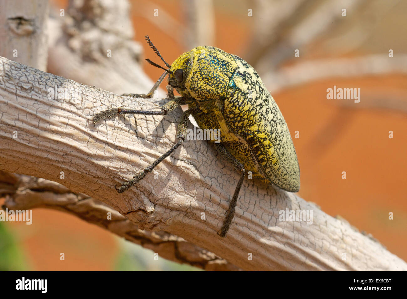 The Sulphurous Jewel Beetle (Julodis euphratica) is distributed from ...