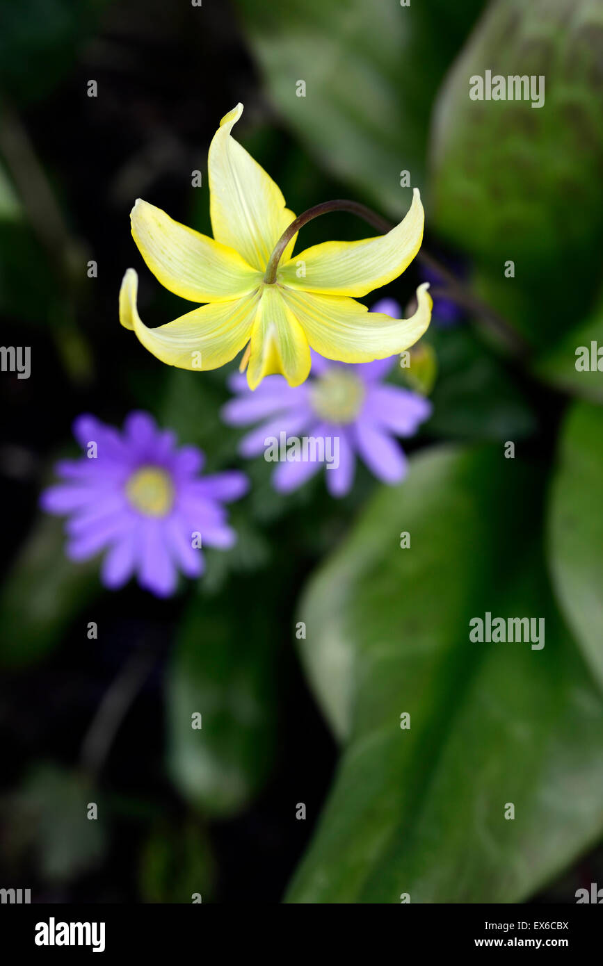 Erythronium pagoda anemone blanda blue shades fawn lily dogstooth ...