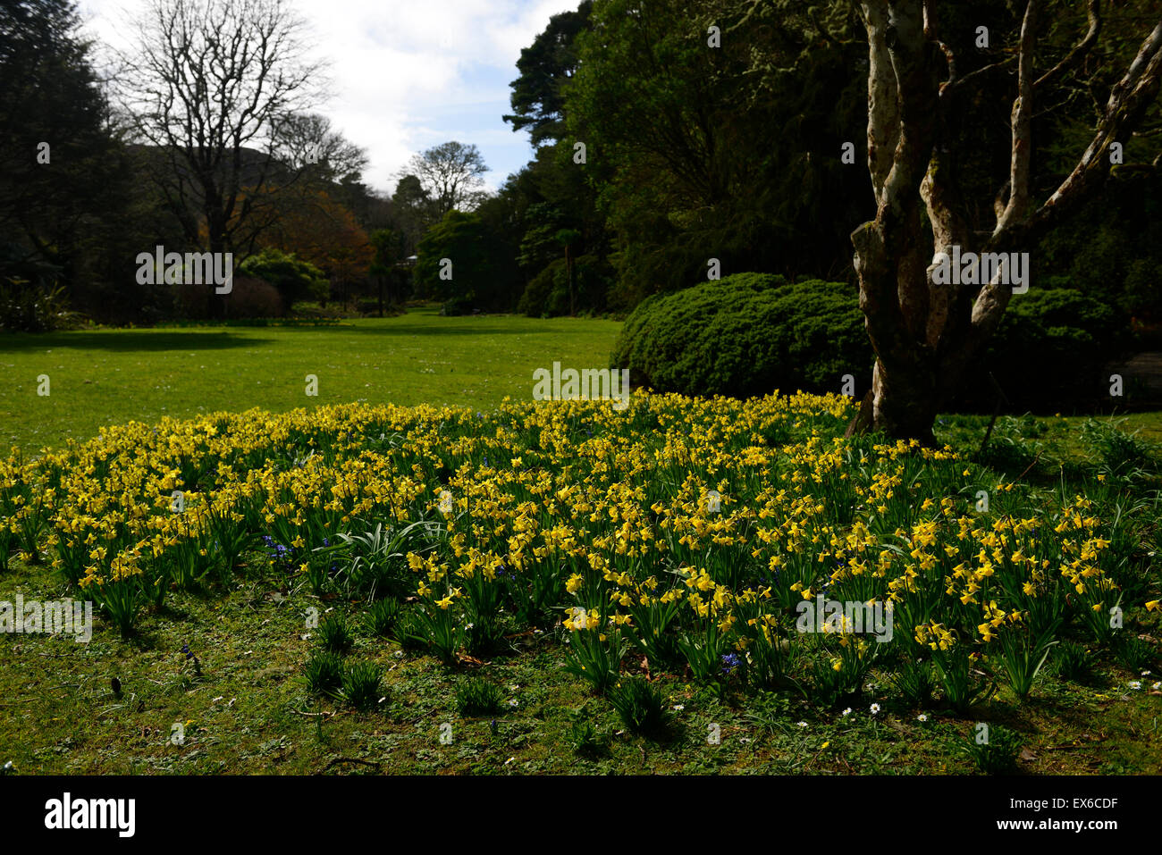 Glenveagh national park donegal ireland spring daffodils daffodil RM ...