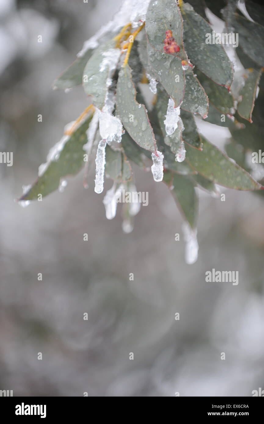 Iced over trees hi-res stock photography and images - Alamy