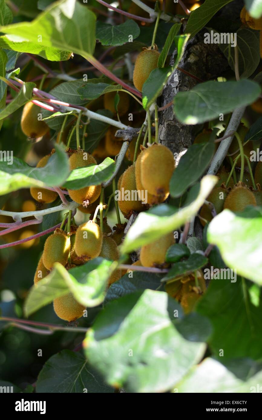 Kiwi on the tree Stock Photo - Alamy