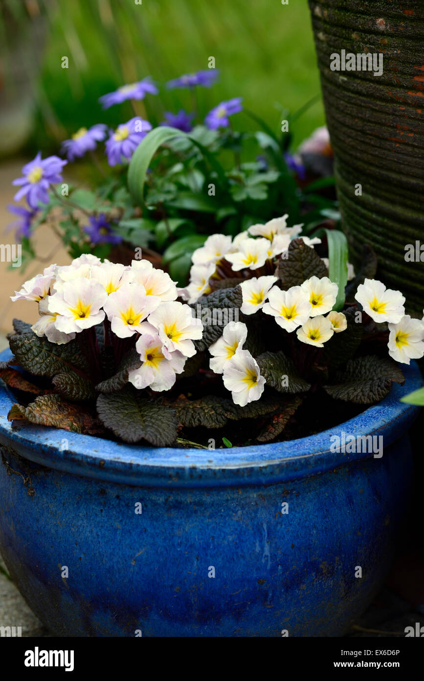 primula kennedy irish drumcliff white primrose dark leaf leaved hybrid ...