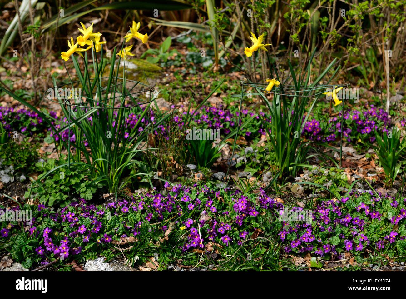 primula wanda narcissus february gold purple yellow flower combination ...