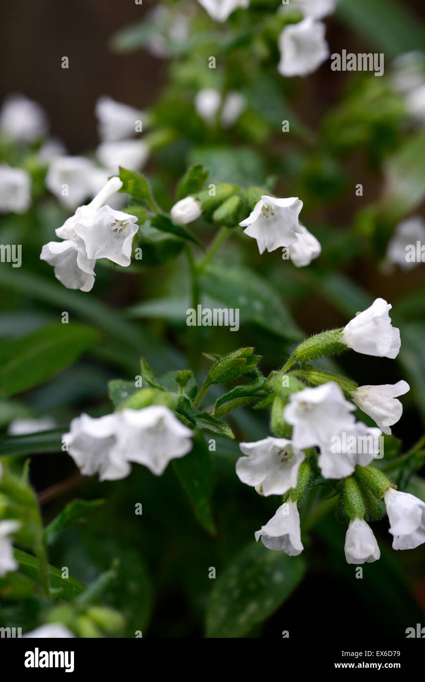 Pulmonaria sissinghurst white hi-res stock photography and images - Alamy