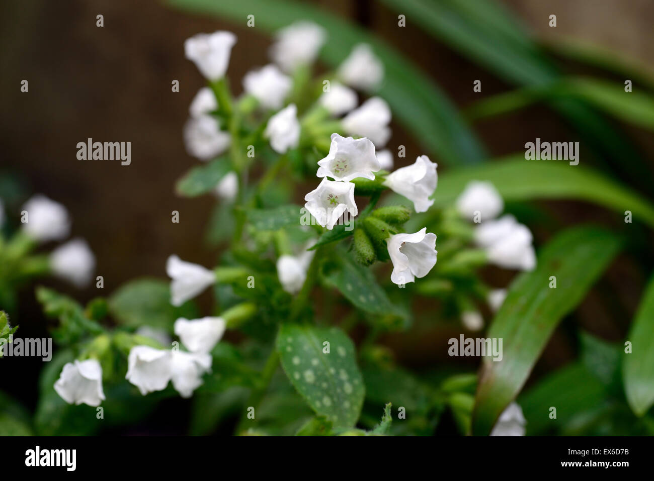 Pulmonaria sissinghurst white hi-res stock photography and images - Alamy