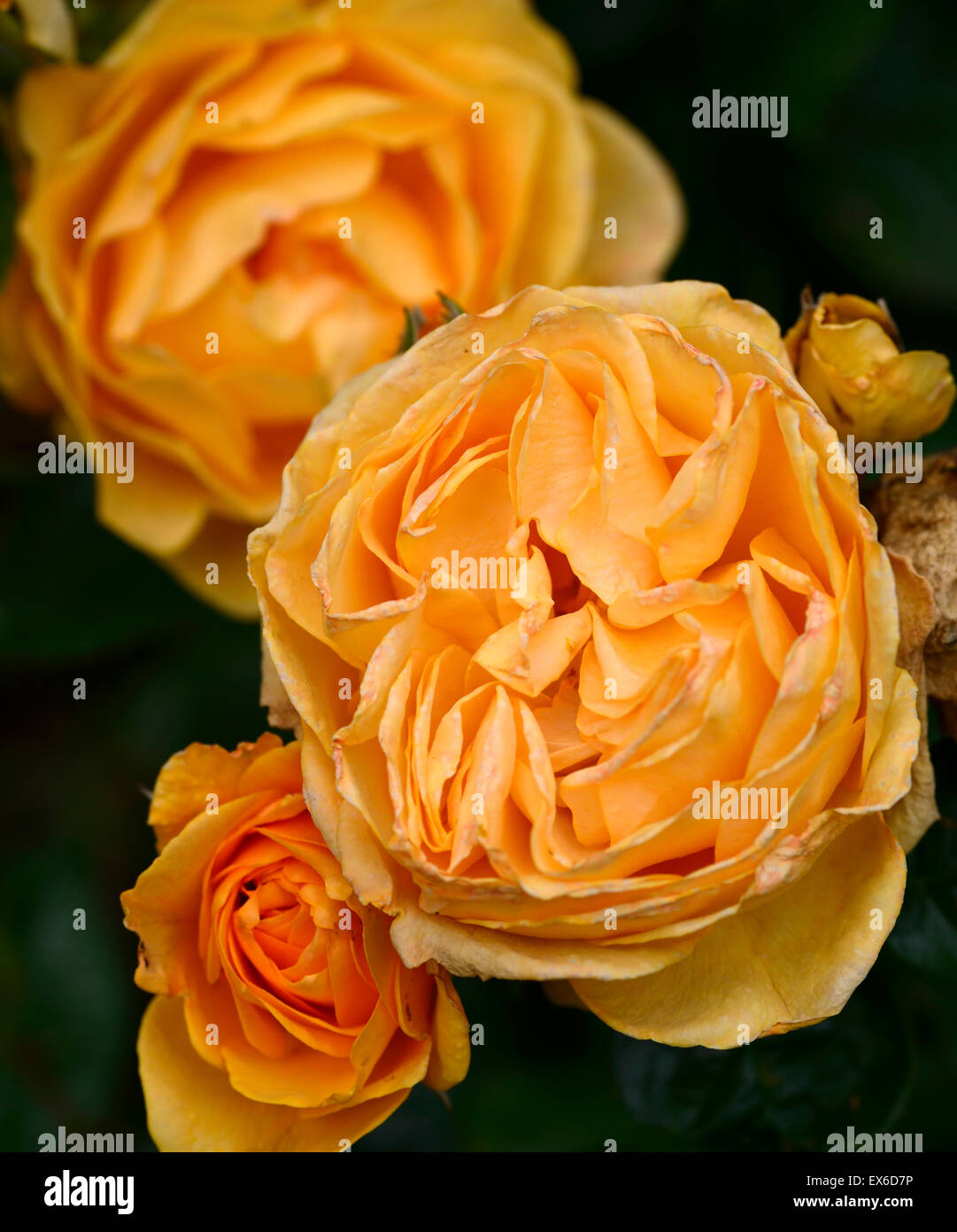 rosa absolutely fabulous floribunda bush rose yellow flower flowers ...