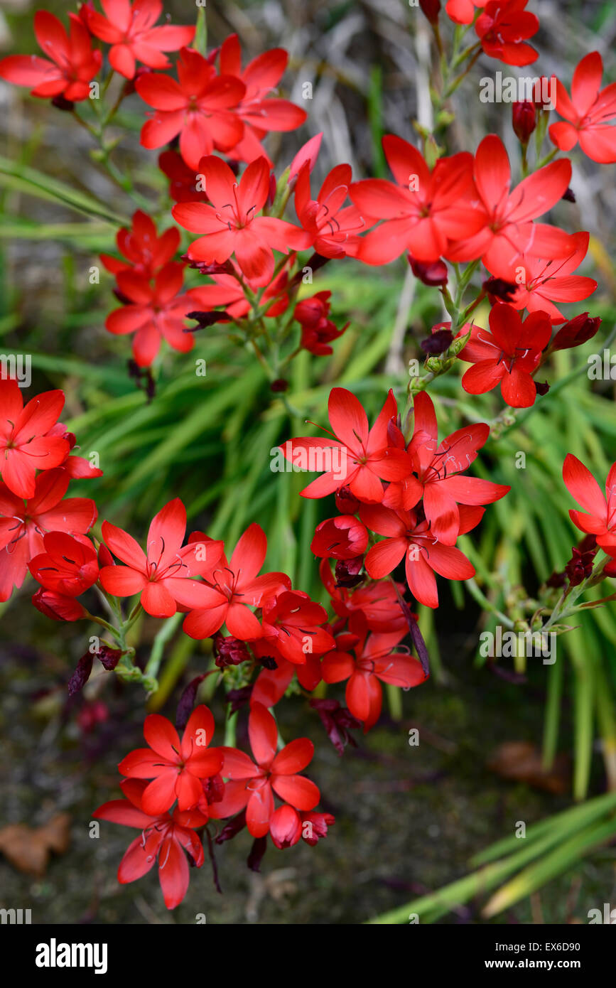 Hesperantha schizostylis coccinea cindy towe red flower flowers ...