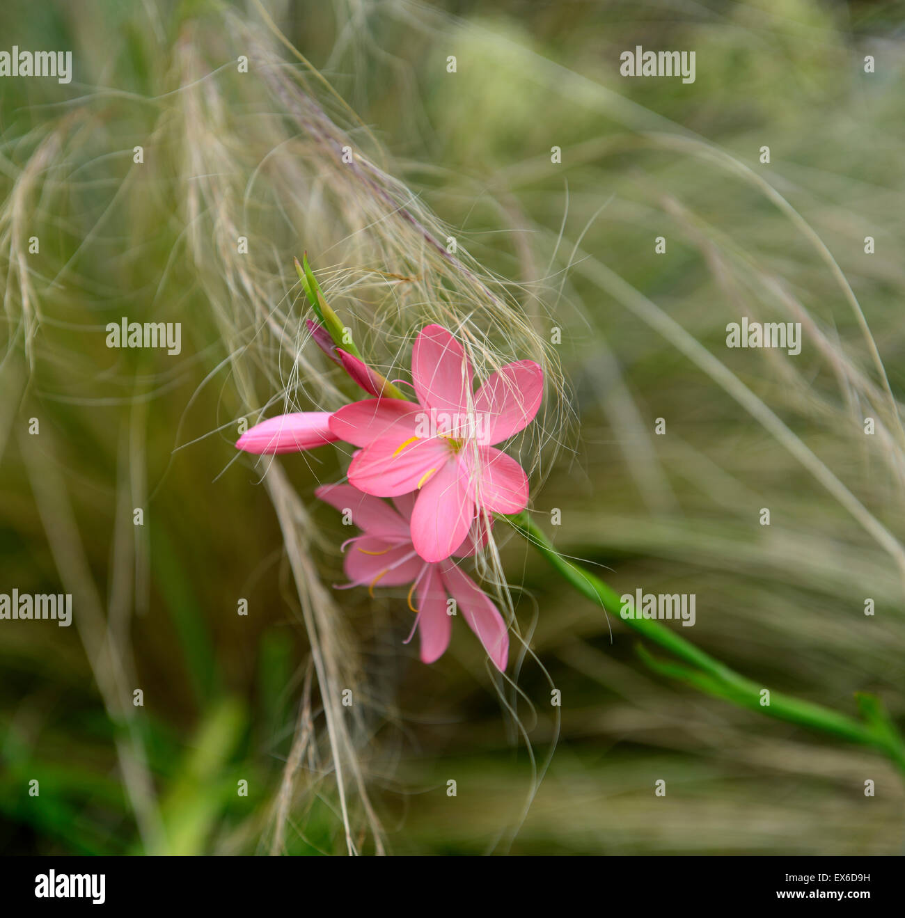 schizostylis coccinea pink princess stipa tenuissima grass grasses ...