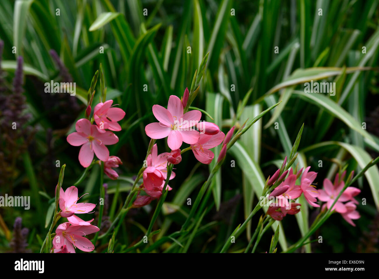 Hesperantha schizostylis coccinea sunrise pink flower flowers flowering ...
