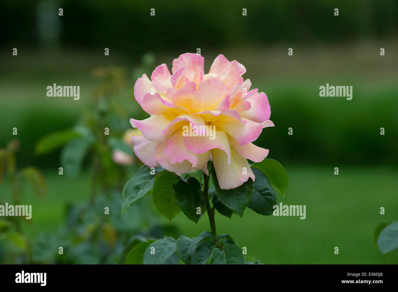 Rosa Peace 'Madame A. Meilland'. Hybrid Tea Rose Stock Photo - Alamy