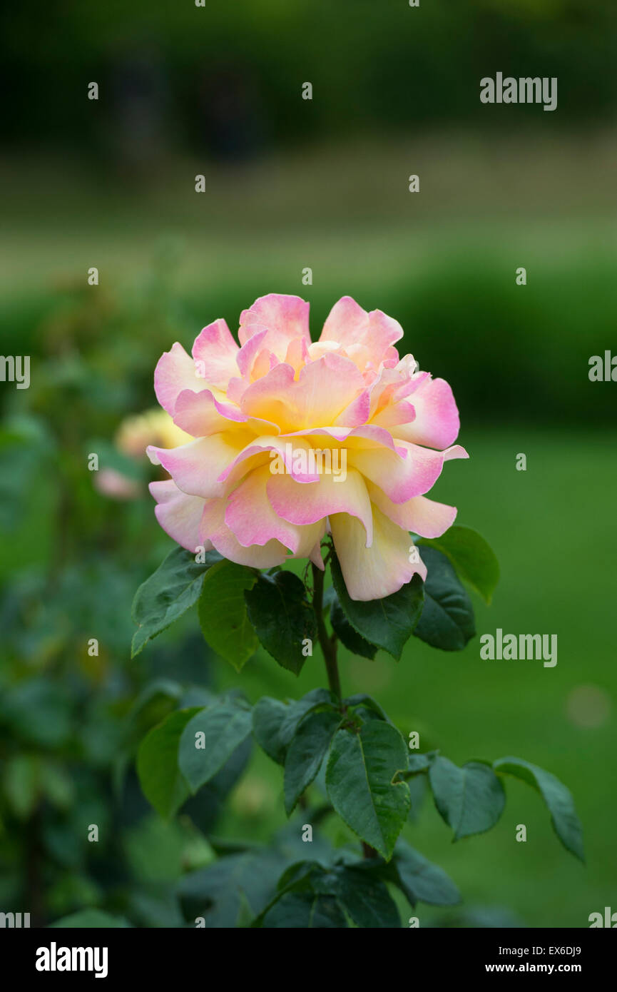 Rosa Peace 'Madame A. Meilland'. Hybrid Tea Rose Stock Photo - Alamy