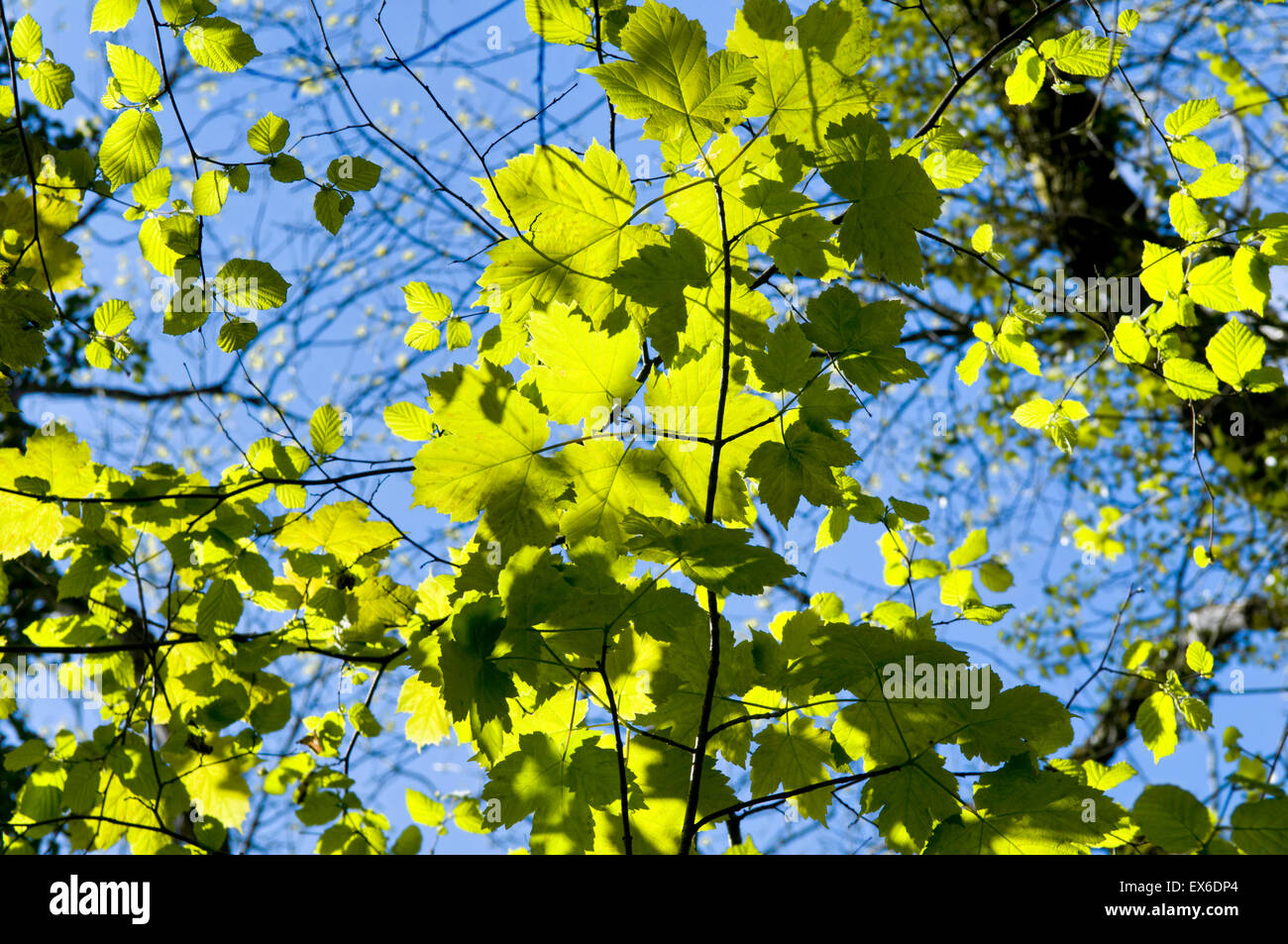 Sunlit new spring leaves against a blue sky Stock Photo - Alamy