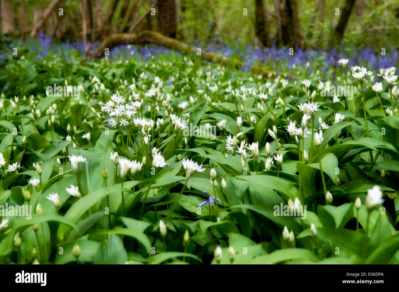 Wild garlic woods in Somerset, also called alliums, Allium ursinum ...