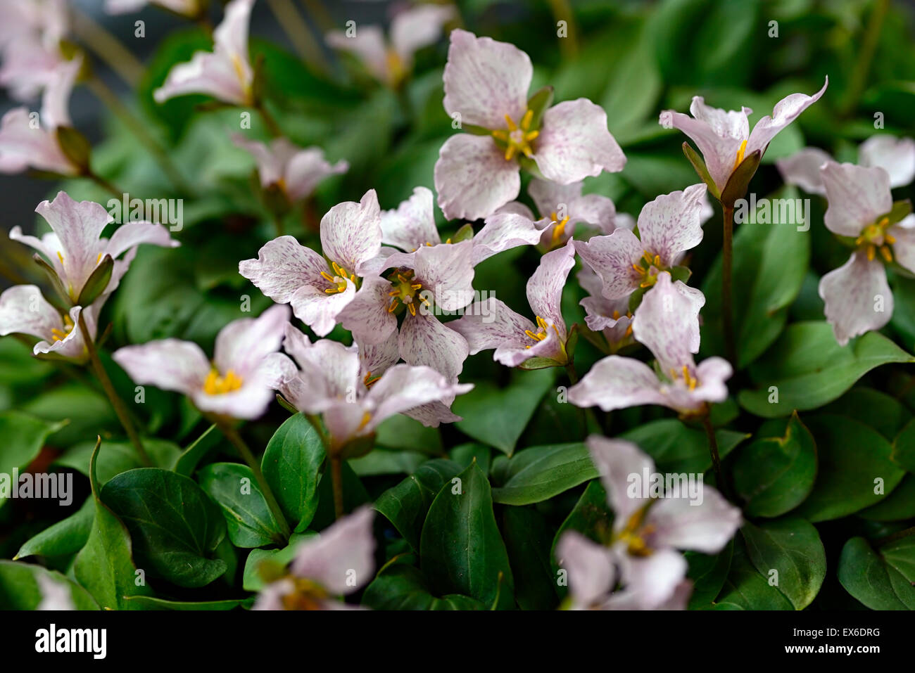 trillium rivale shade wakerobin shaded shady wood woodland floor flower ...