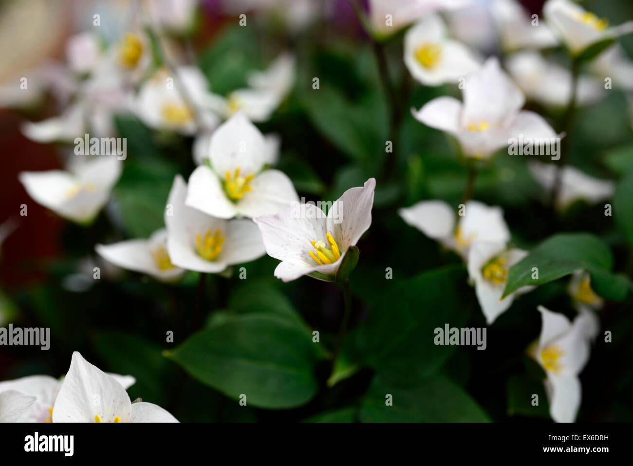 trillium rivale shade wakerobin shaded shady wood woodland floor flower ...