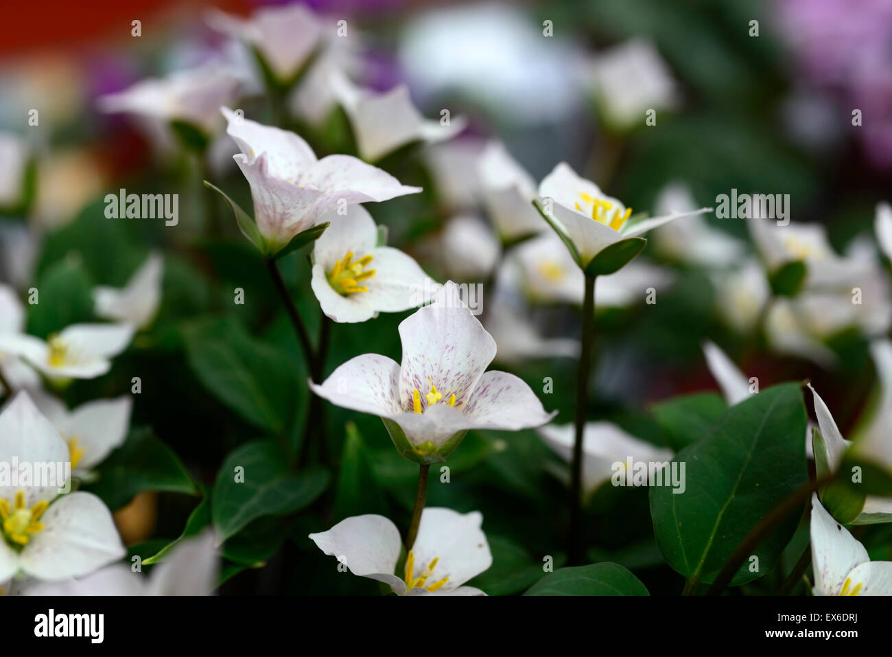 trillium rivale shade wakerobin shaded shady wood woodland floor flower ...