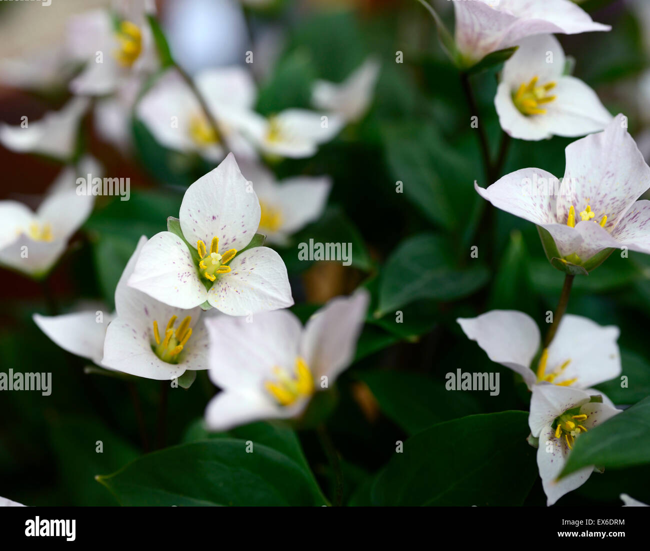 trillium rivale shade wakerobin shaded shady wood woodland floor flower ...