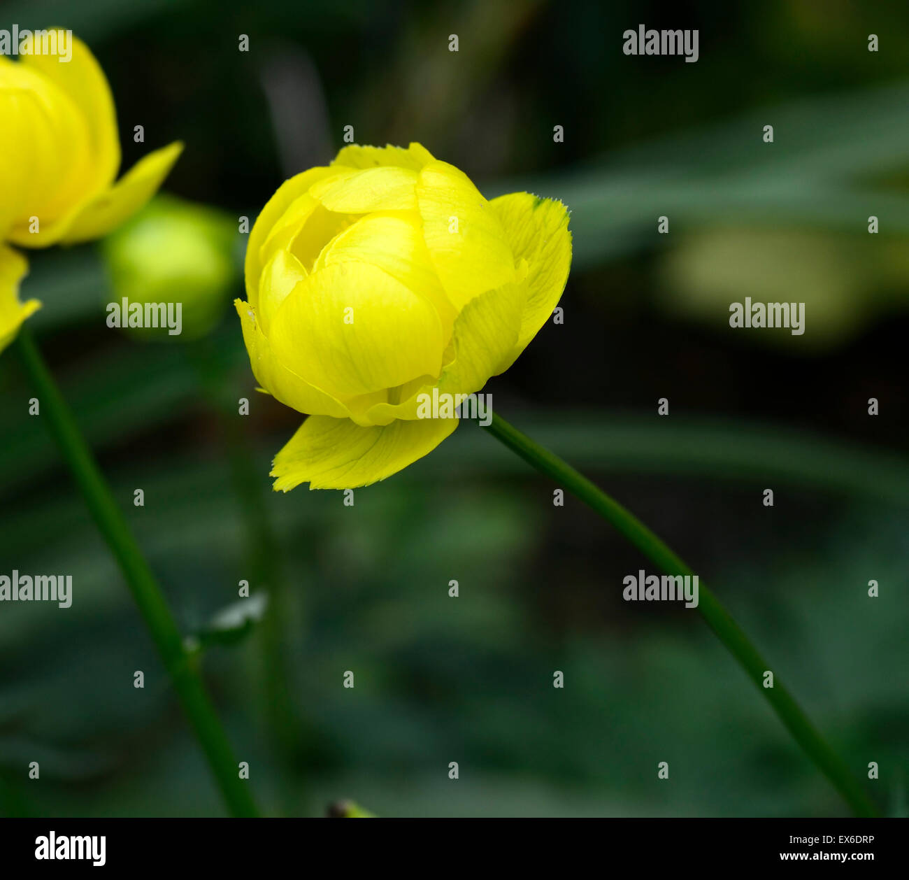 Trollius cultorum hi-res stock photography and images - Alamy