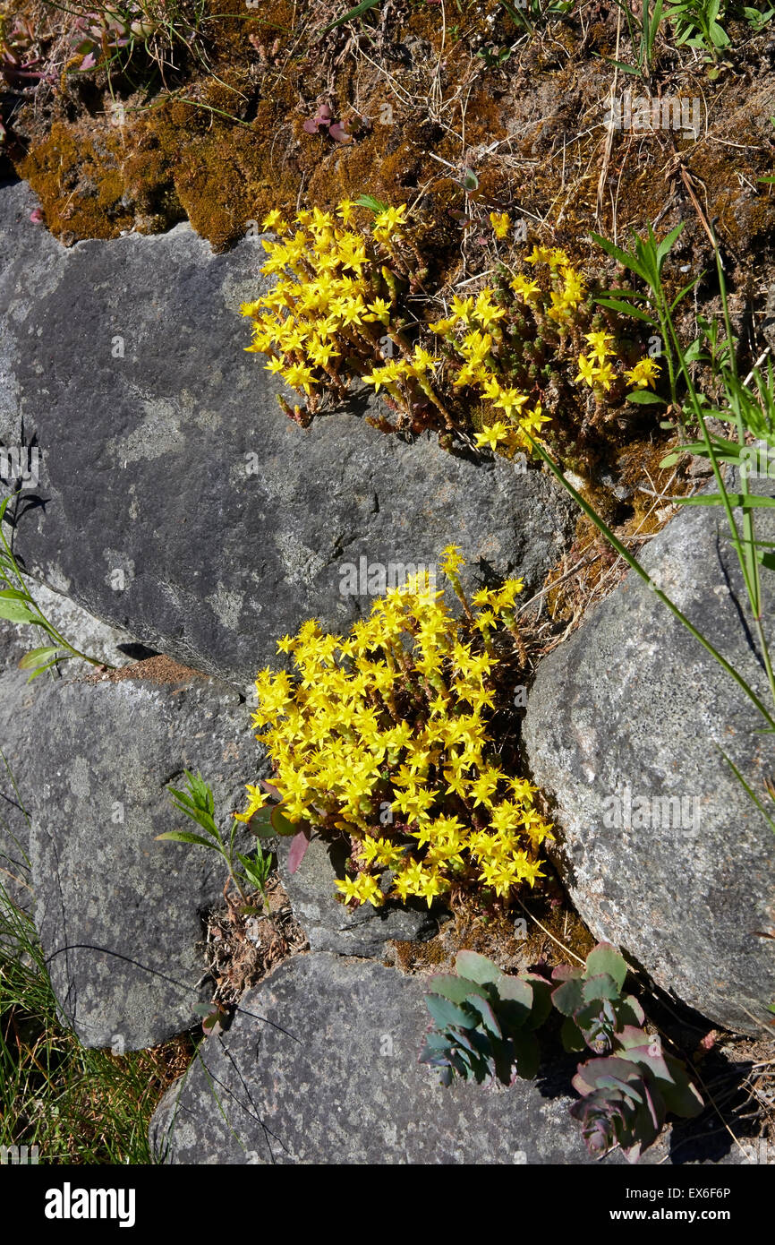 Goldmoss hi-res stock photography and images - Alamy