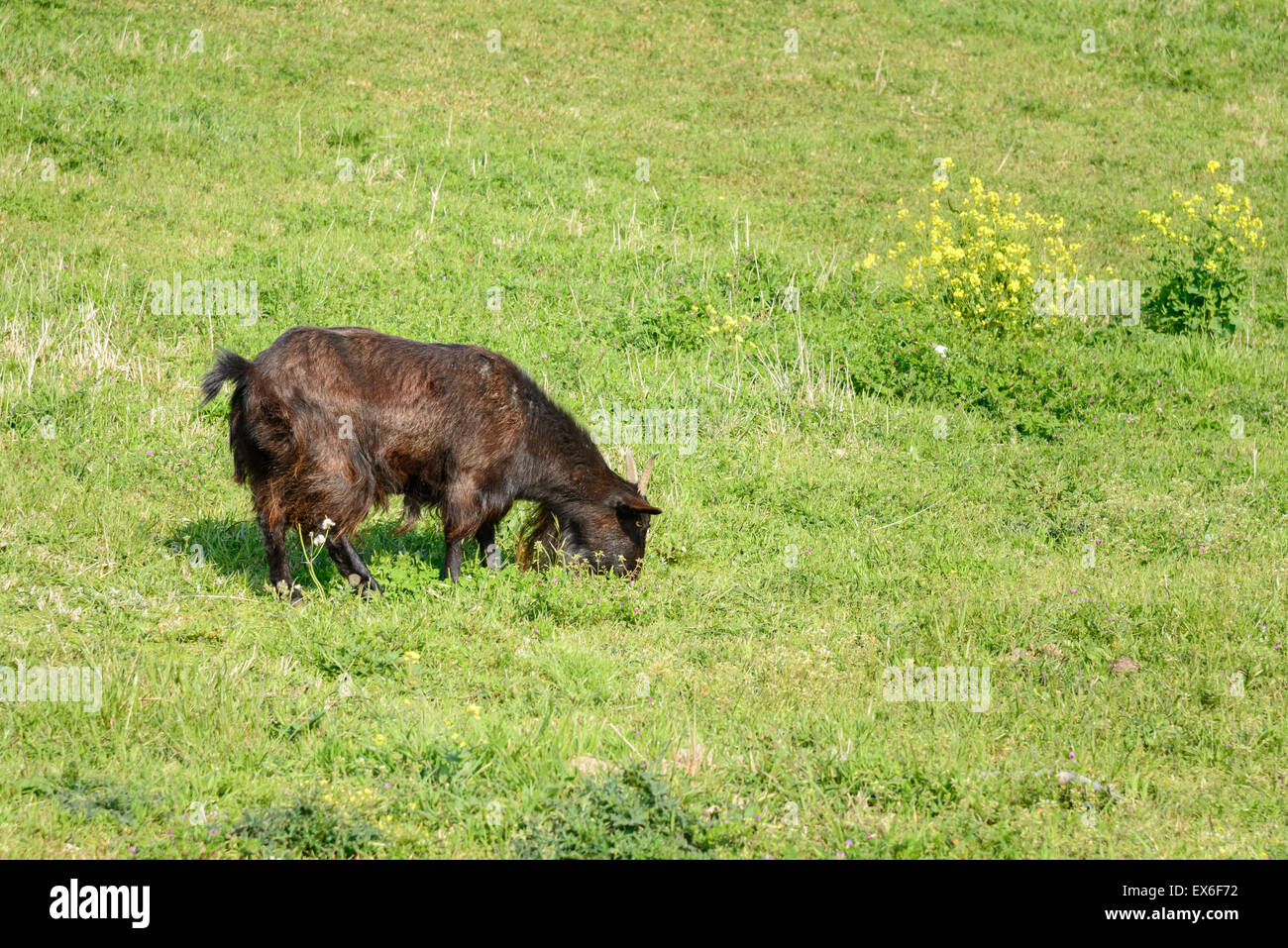 Black goat hi-res stock photography and images - Alamy