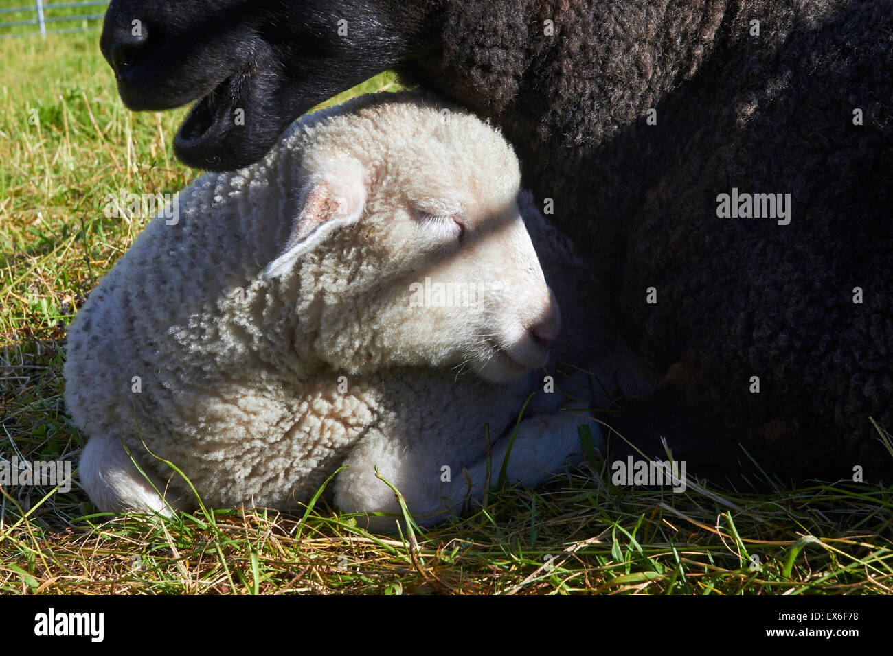 white lamb resting by its ewe Stock Photo - Alamy