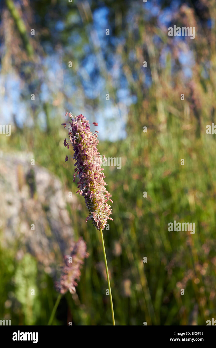 Timothy grass hi-res stock photography and images - Alamy