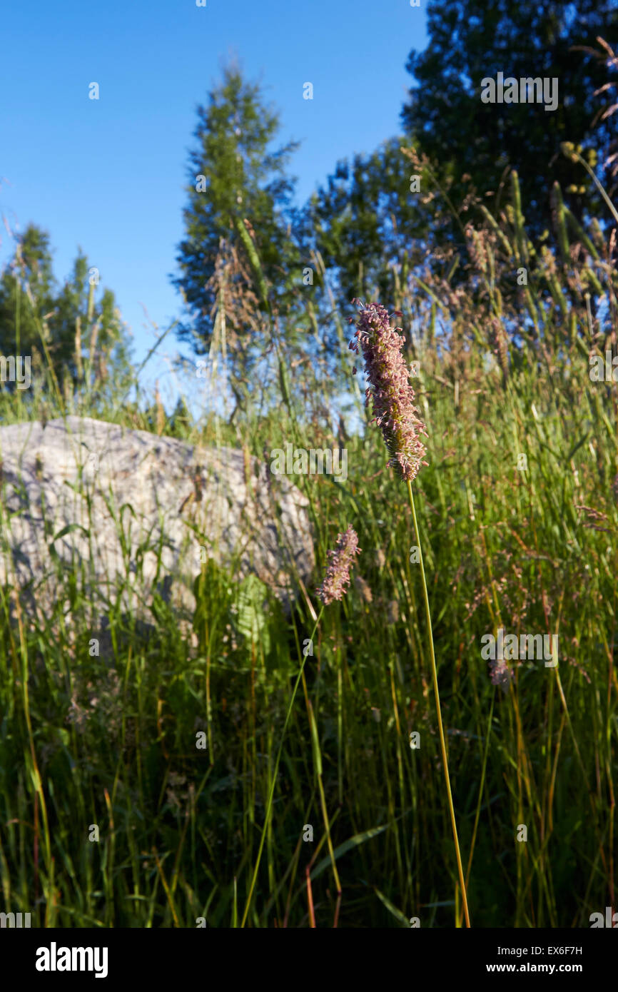 Timothy Grass High Resolution Stock Photography and Images - Alamy