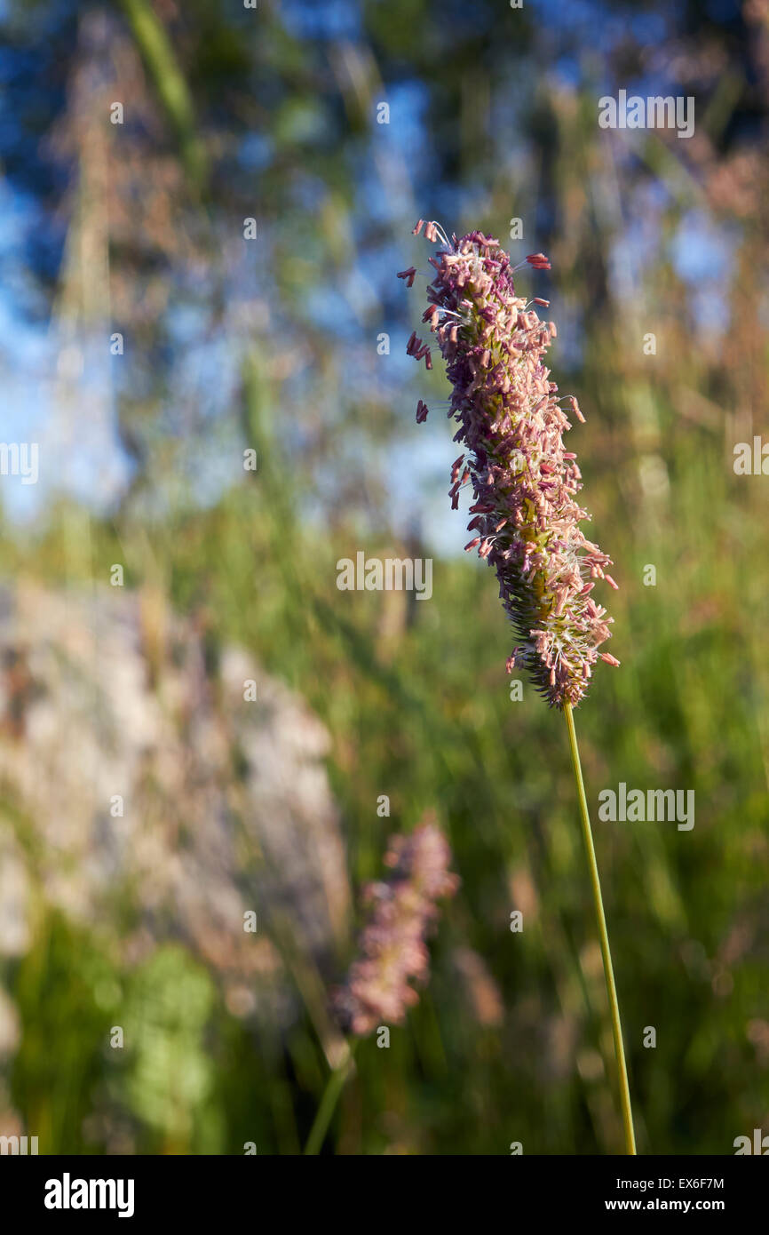 Timothy grass hi-res stock photography and images - Alamy