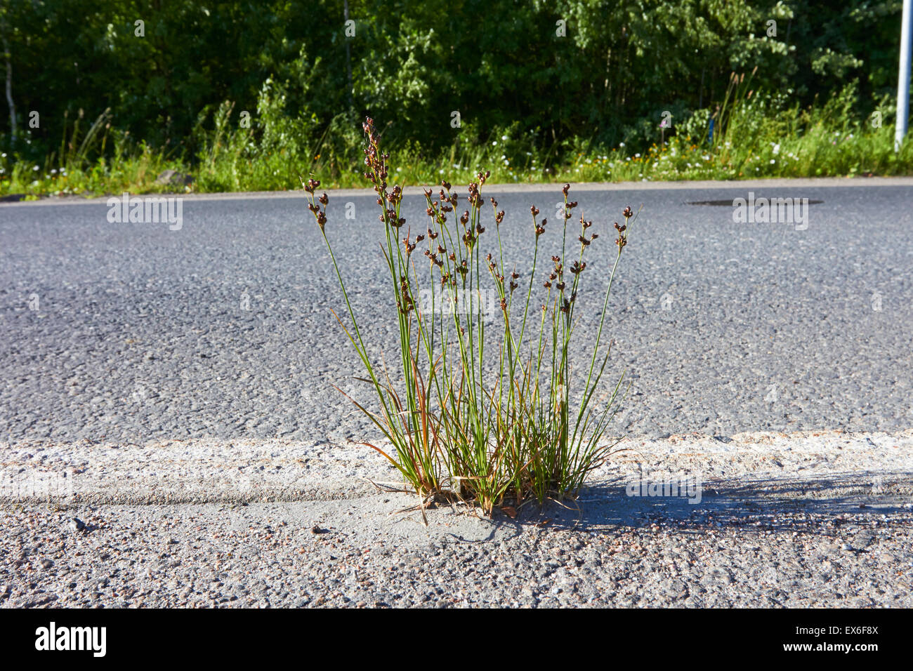 Roadside grass hi-res stock photography and images - Alamy
