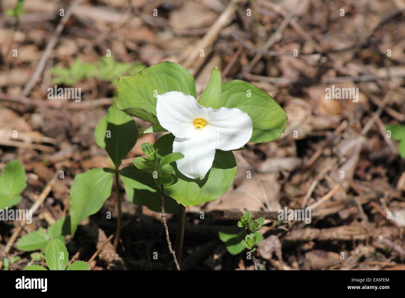 Pretty White Trillium- grandiflorum growing in a tree filled forest in ...