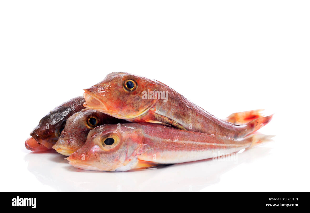 some surmullets or striped red mullets on a white background Stock ...
