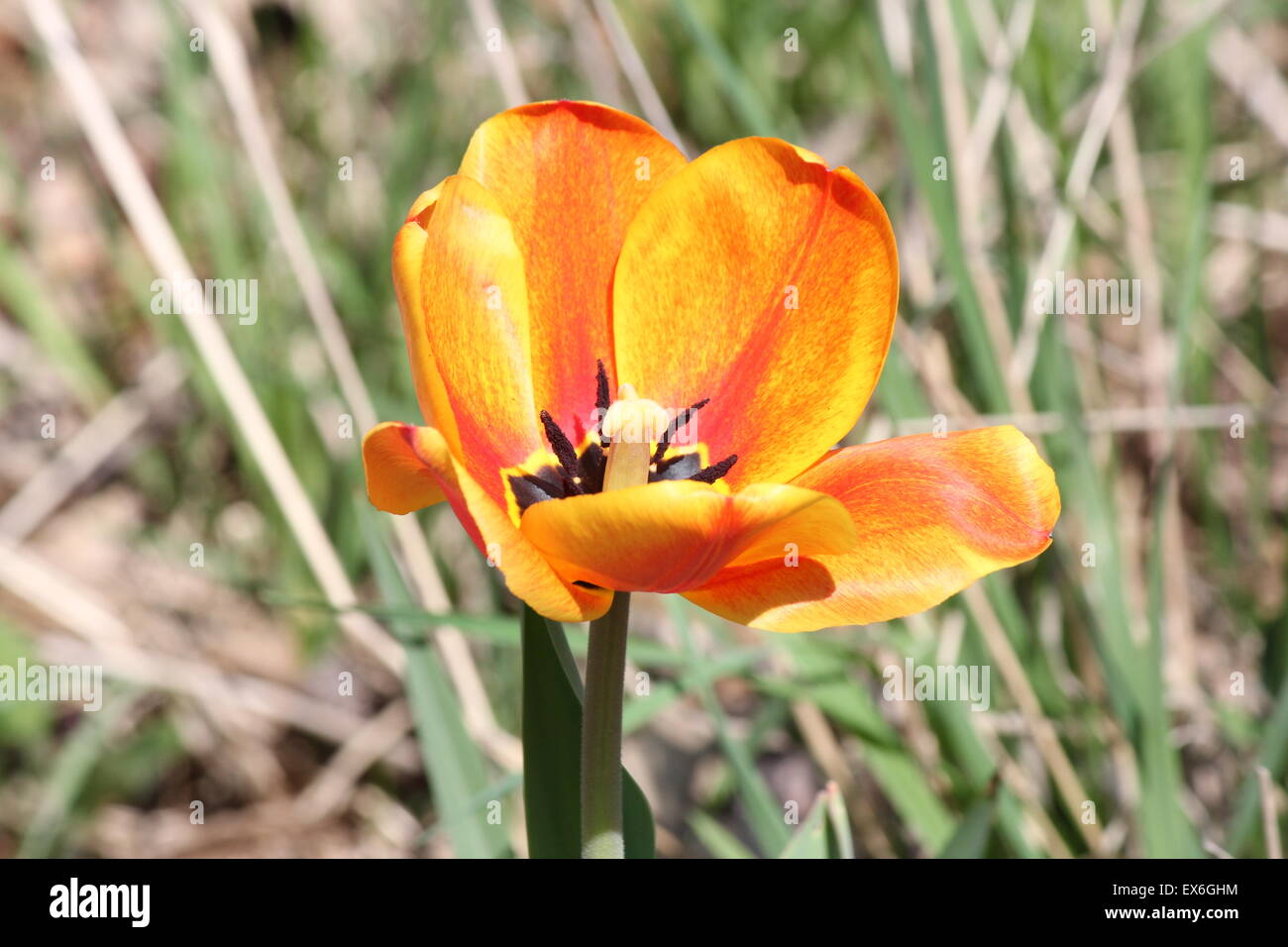 Orange country tulip hi-res stock photography and images - Alamy