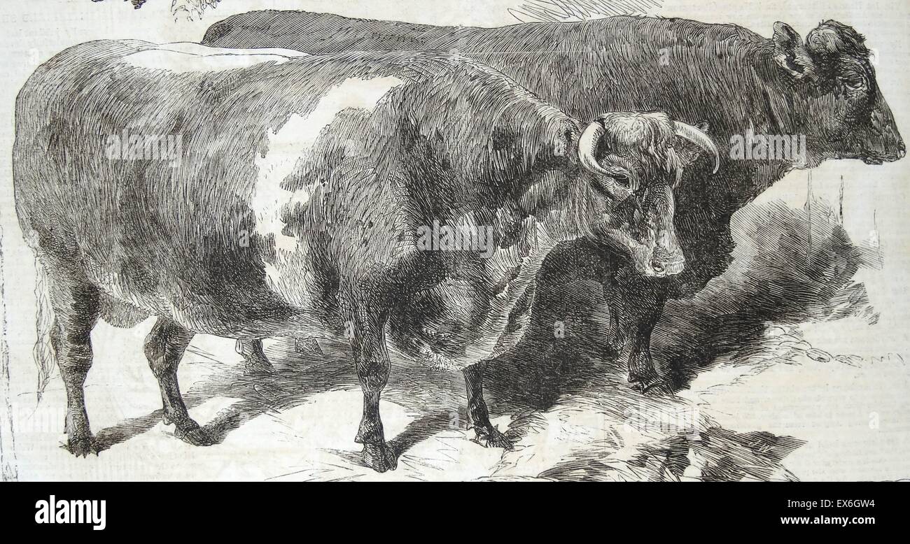 Engraving of the prize animals of the Smithfield Club Cattle Show ...