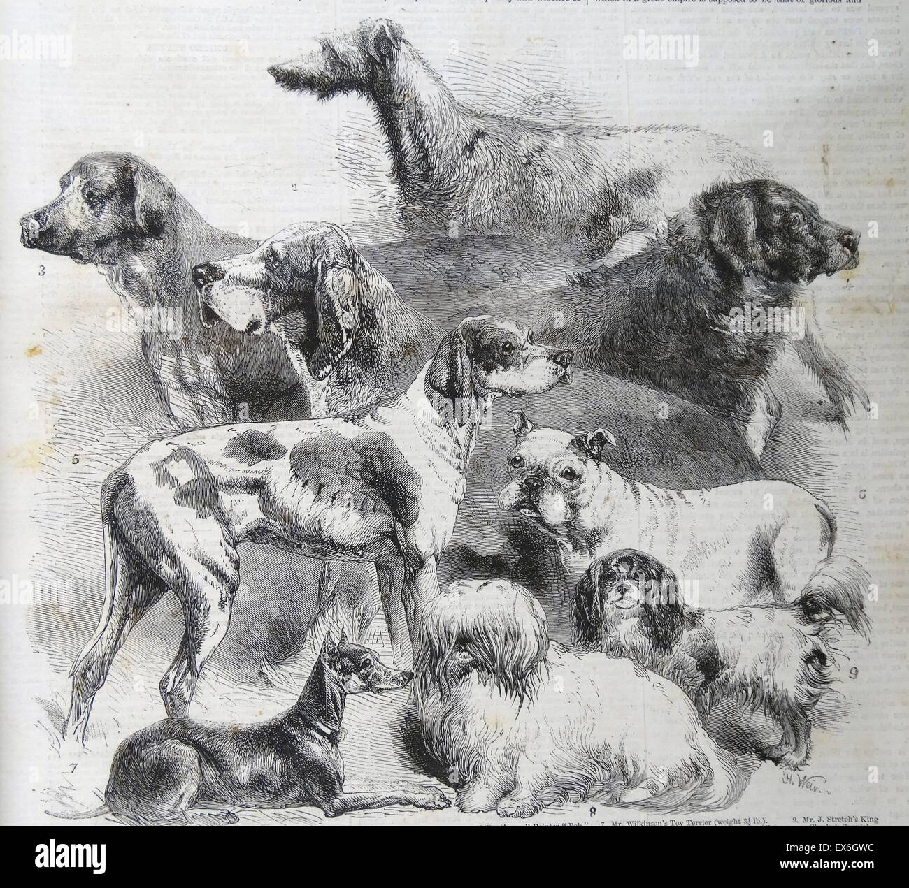 Engraving of the National Exhibition of Dogs at Birmingham. 1 ...