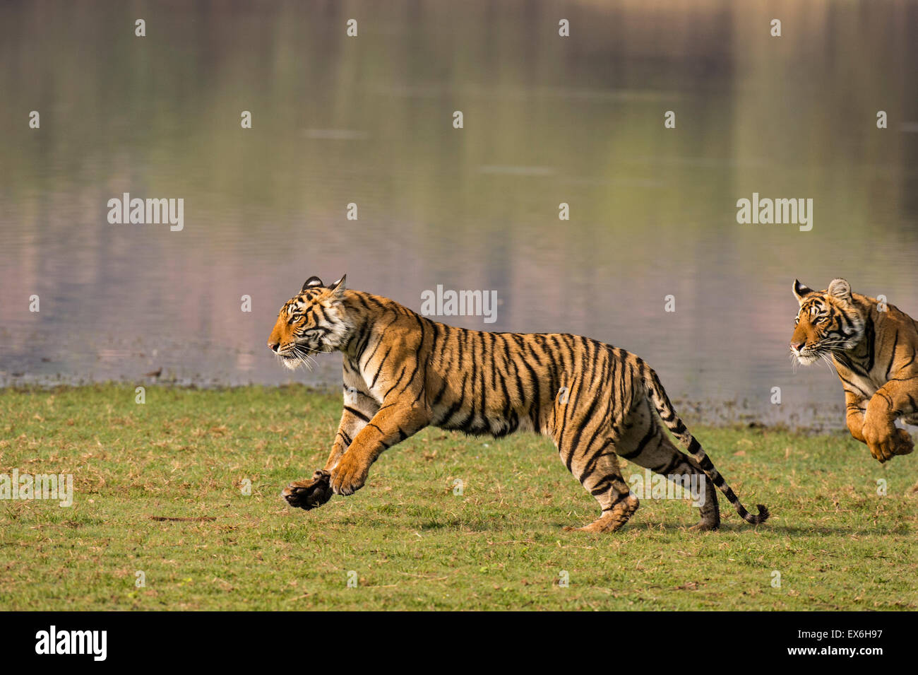 Tigers running speed hi-res stock photography and images - Alamy