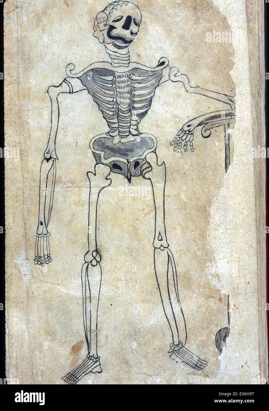 anatomical drawing from Tibb al-Akbar (Akbar's Medicine) by Muhammad ...