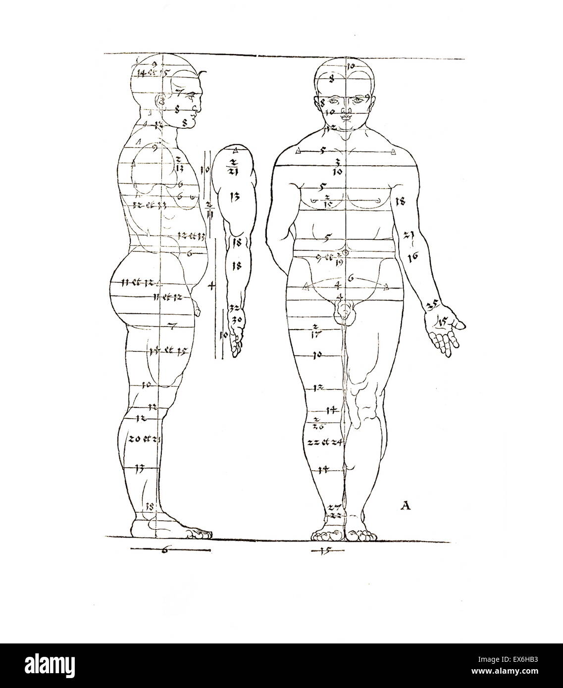 Anatomical illustration from 'Vier Bücher von menschlicher Proportion ...